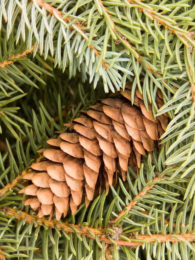 Branches a tree a fur-tree stock photo. Image of symbol - 7549442