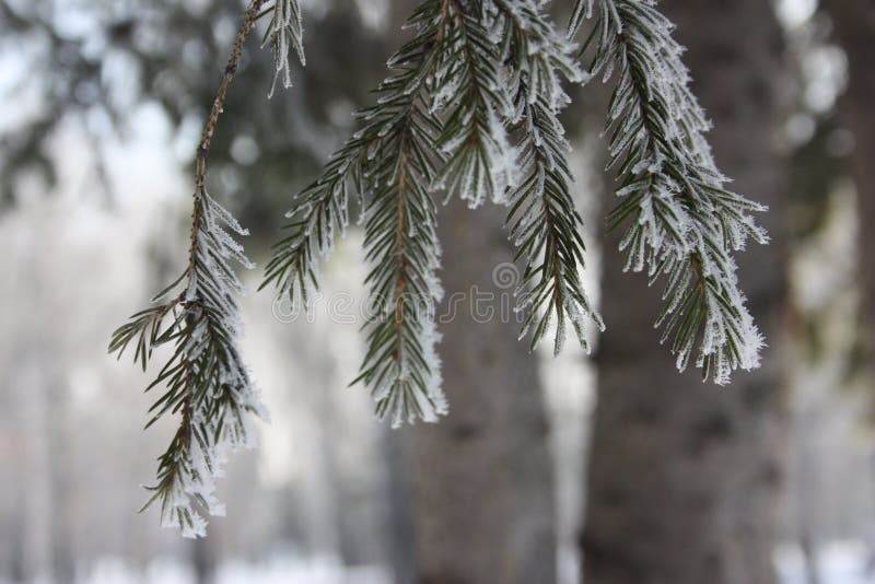 Branches of a Tree of a Fur-tree Hanging from Stock Photo - Image of ...
