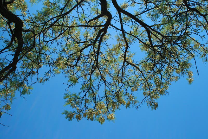 BRANCHES with FINE FOLIAGE AGAINST BLUE SKY Stock Image - Image of view ...