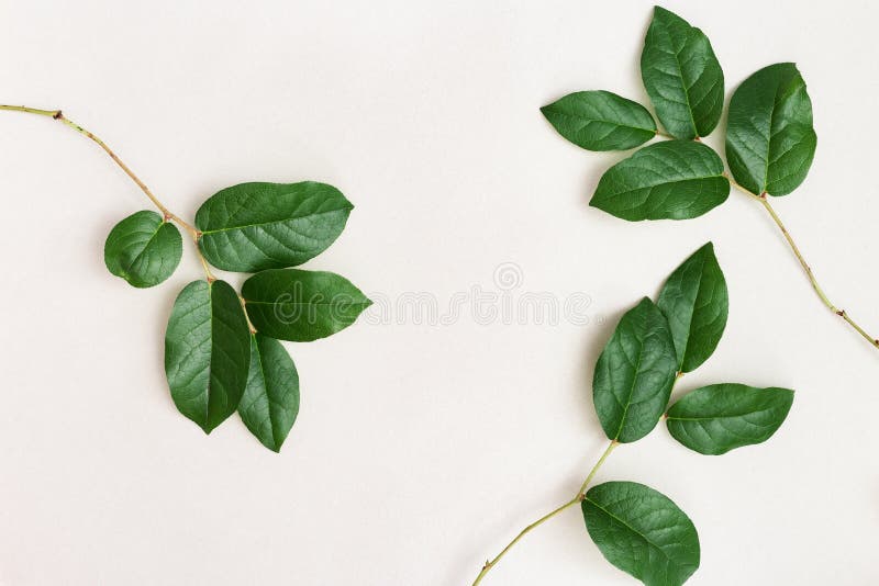 Branches of Tree with Green Leaves. Minimal Style Background Stock ...