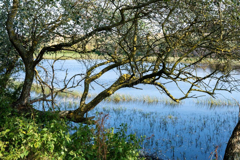 Branches of a Tree Hang Over a Small Lake Stock Image - Image of trees ...