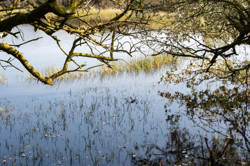 Branches of a Tree Hang Over a Small Lake Stock Photo - Image of ...