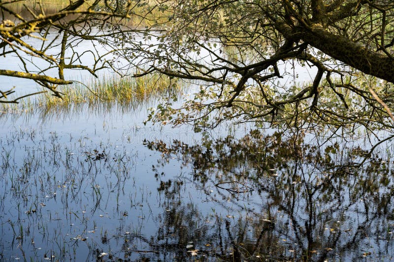 Branches of a Tree Hang Over a Small Lake Stock Photo - Image of ...