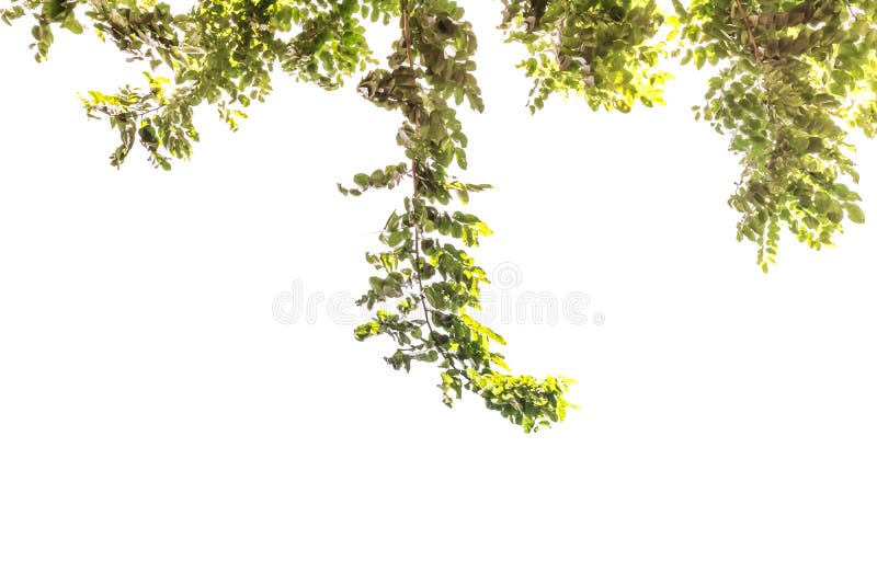 Branches of Tree is Hanging Down Stock Photo - Image of hang, season ...
