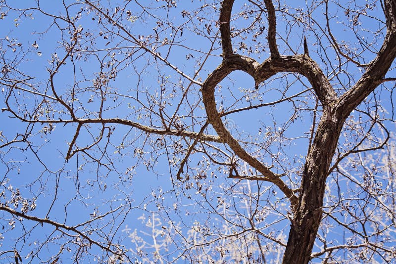 Tree heart stock photo. Image of trunk, leaves, tree - 192880248
