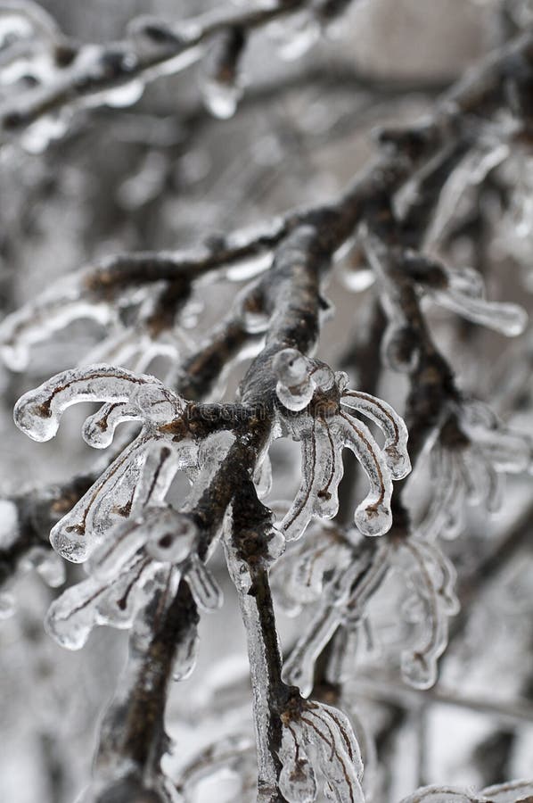 Branches of a Tree in the Ice Stock Image - Image of rain, winter: 29403131
