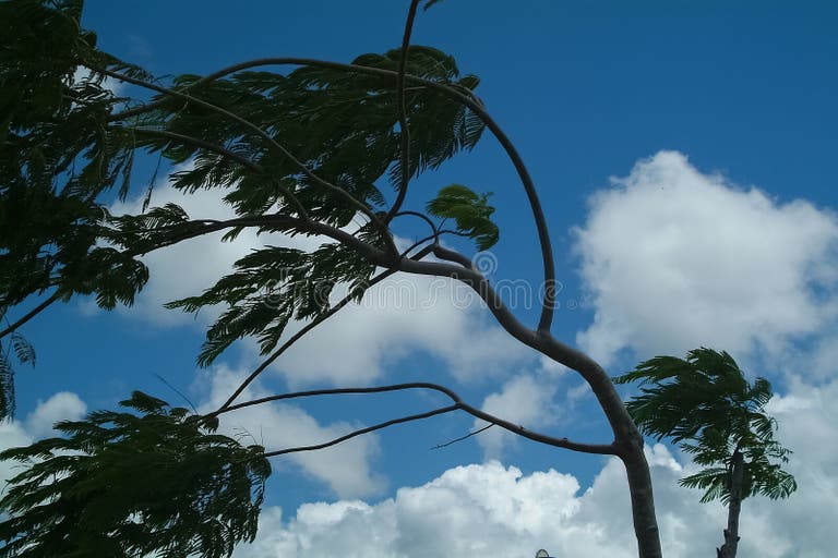 Branches of the Tree Inclined by Strong Wind Stock Image - Image of ...