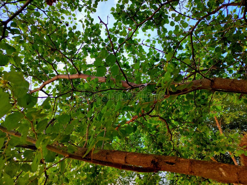 Branches of a Tree and Its Leaves. Stock Image - Image of leaves, green ...