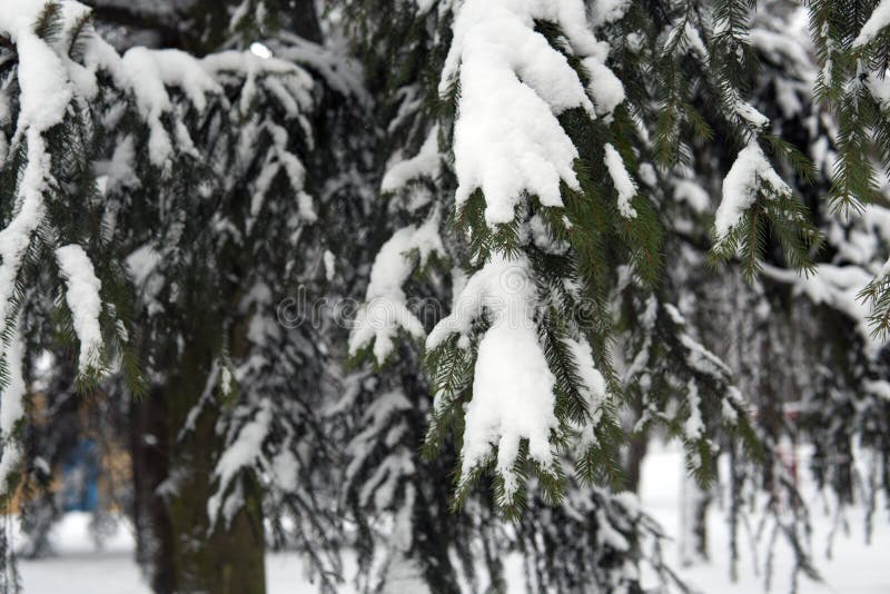 Branches of Tree in January in the Snow Stock Image - Image of pine ...