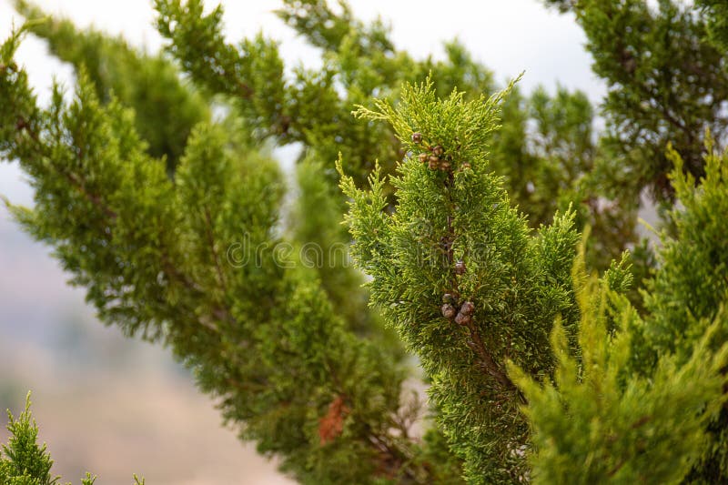 Branches of a Tree of the Junipero Family Stock Image - Image of ...
