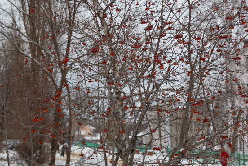 Branches of a Tree, with Large Clusters of Red Berries. Stock Image ...