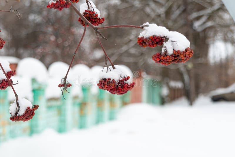 Branches of a Tree, with Large Clusters of Red Berries. Stock Image ...