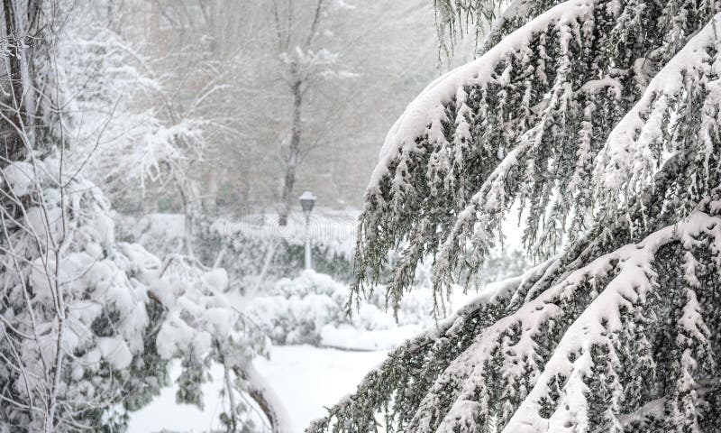 Branches of a Tree with Lots of Snow on Top during a Snowfall Stock ...