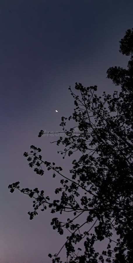 The Lone Moon. stock image. Image of silhouette, nature - 251432031