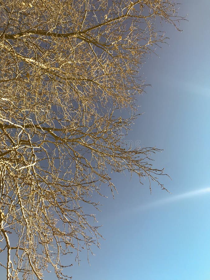 Branches of a Tree Over a Clear Sky in Winter Stock Photo - Image of ...