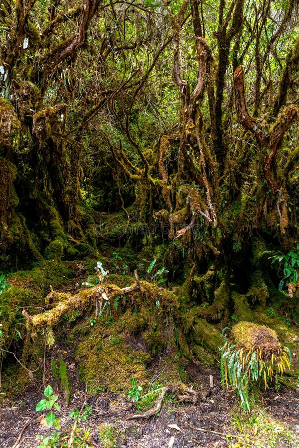 The Branches of the Tree are Overgrown with Moss Stock Photo - Image of ...