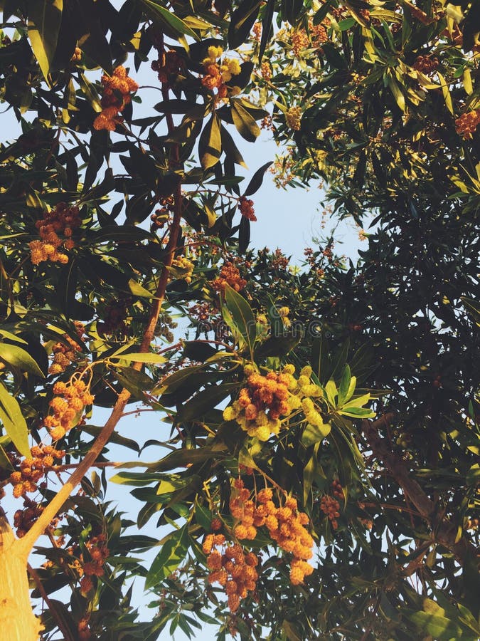 Branches of a tree stock photo. Image of branches, pointing - 138497278