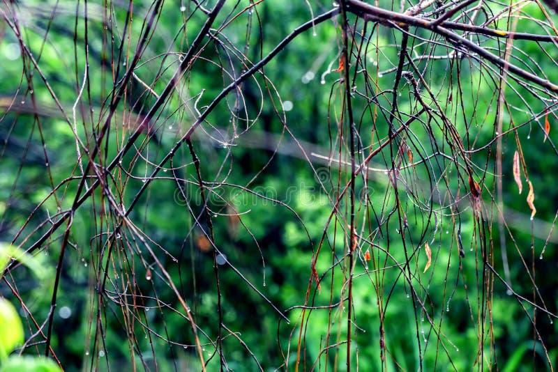 Branches of Tree after Rain Stock Image - Image of outdoor, natural ...