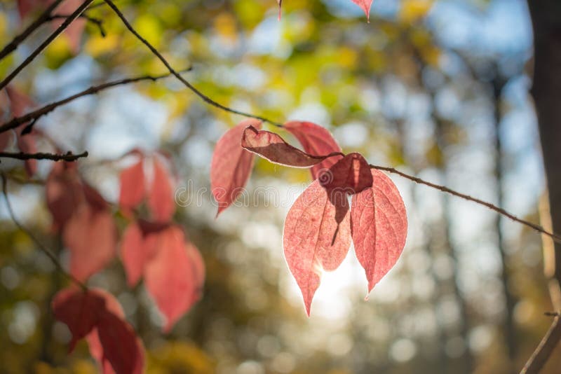 Branches of a Tree with Red Autumn Leaves Stock Photo - Image of leaf ...