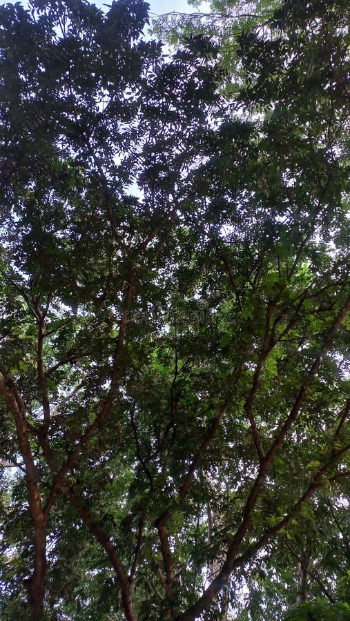 The Branches of the Tree Rise Upward and Spread Out Stock Photo - Image ...