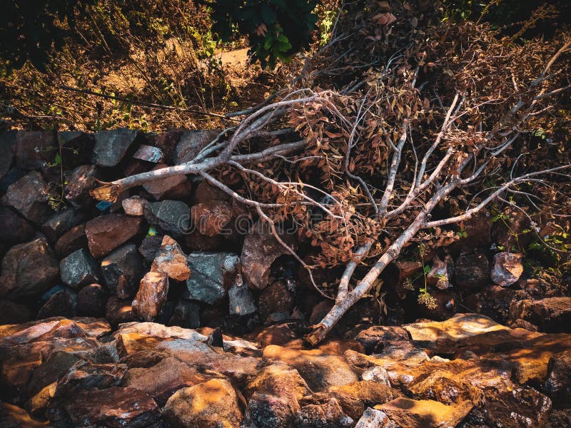 Branches of Tree on the Rocks after Cutting Stock Image - Image of ...