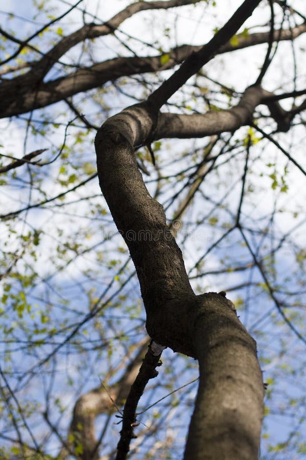 Branches of a Tree with Small Green Leaves in Spring Stock Photo ...