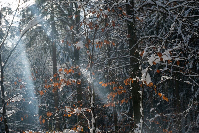 Branches of a Tree with Snow and Autumn Leaves Stock Photo - Image of ...