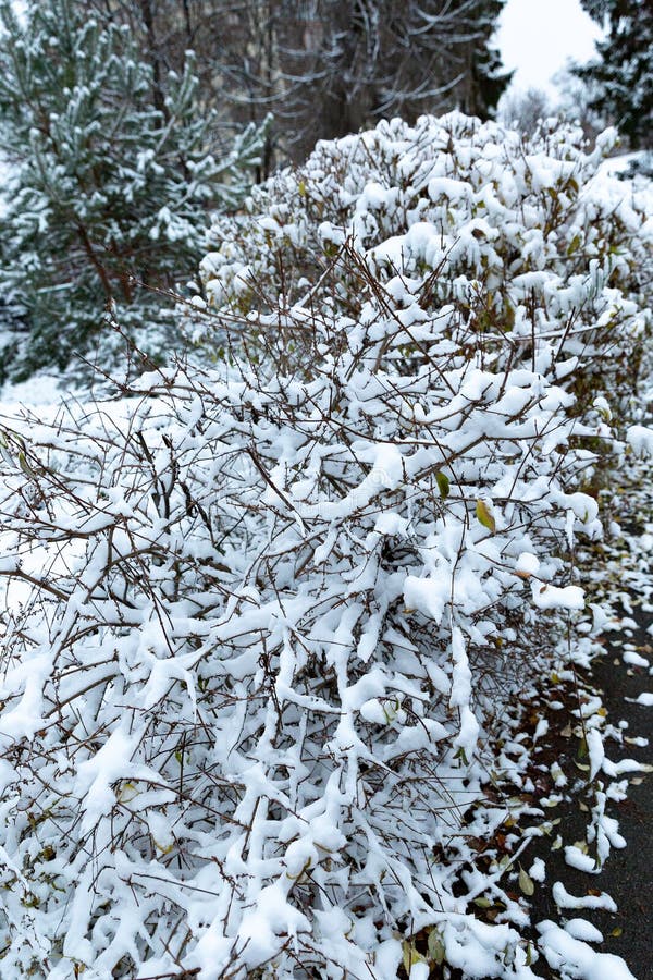 Branches of a Tree, Snowy Branch in Winter Stock Image - Image of ...
