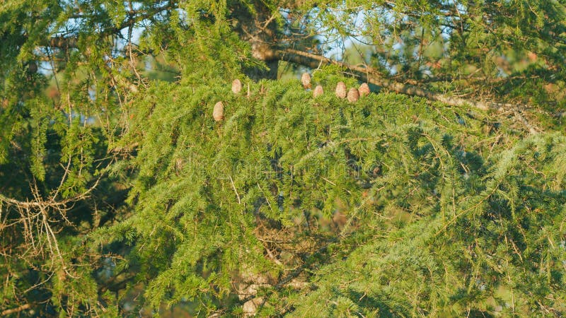Branches of Tree. Soft Spruce Needles with Different Shades of Delicate ...