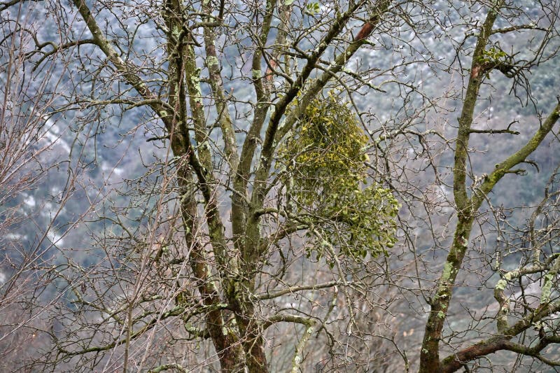 Tree Branches Taken in Foggy Weather at the Foot of the Mountains Stock ...