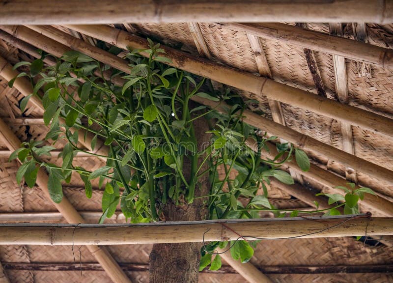 Branches of a Tree Spawning from a Tree House Stock Photo - Image of ...