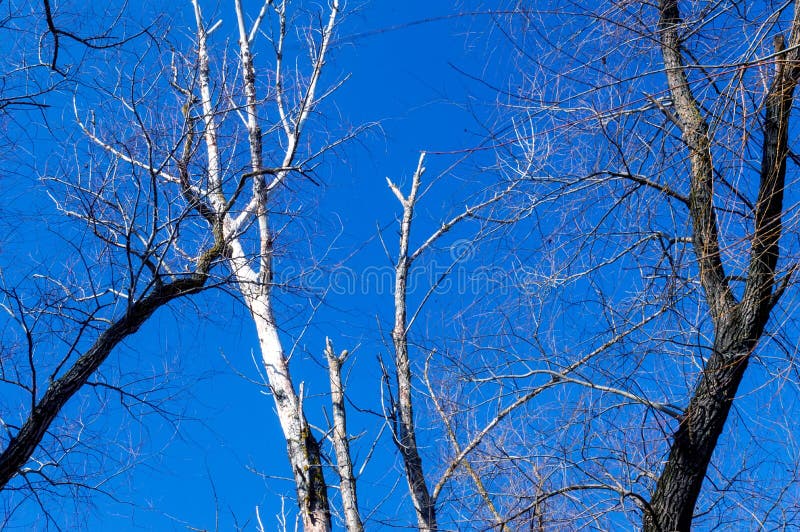 The Branches of Tree Stand in Front of Beautiful Blue Sky Background ...