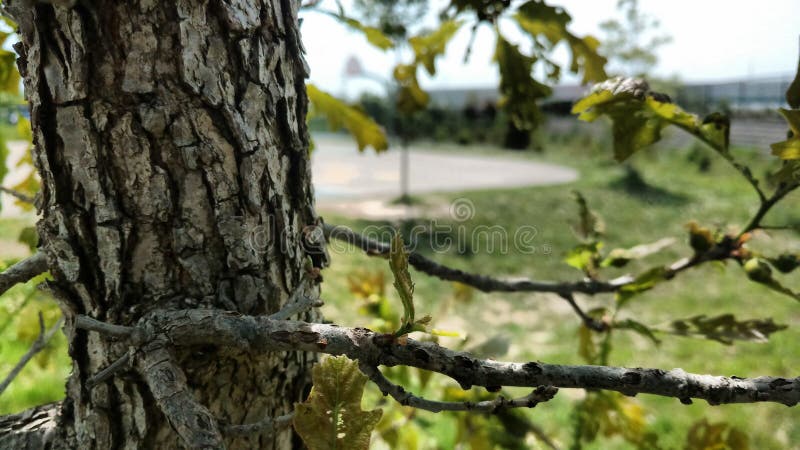 Branches of tree stock photo. Image of stem, shrub, nature - 220042278
