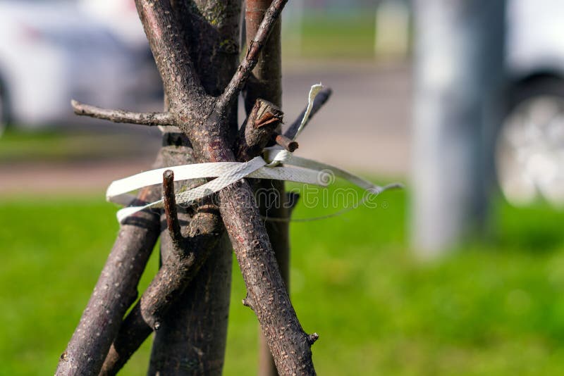 Branches of a Tree Tied with a White Ribbon Stock Image - Image of pile ...