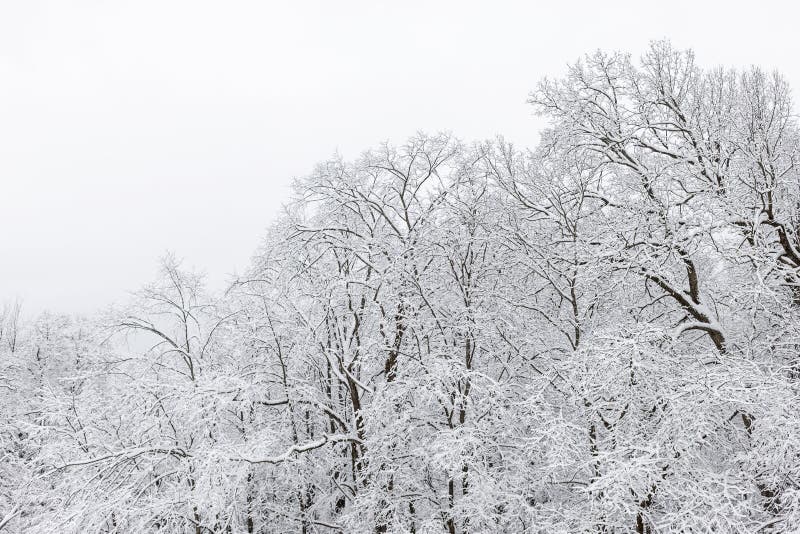 Branches of Tree Tops in the Snow in Winter in Cloudy Snowy Weather ...