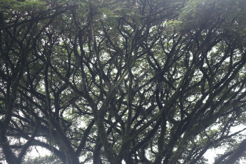 The Branches of the Tree Trunk Form a Beautiful Plant Stock Image ...