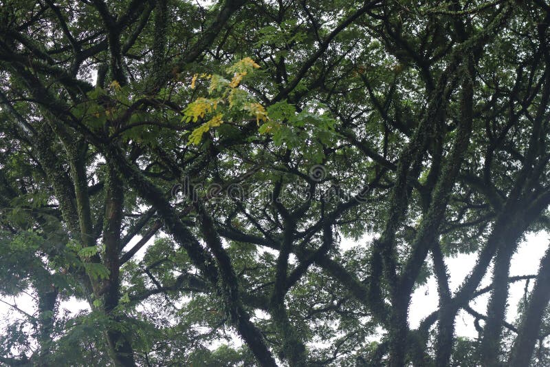 The Branches of the Tree Trunk Form a Beautiful Plant Stock Photo ...