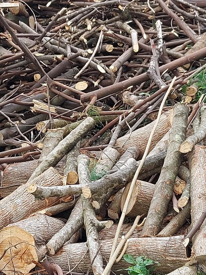 Branches and Tree Trunks after Being Cut for Firewood Stock Image ...