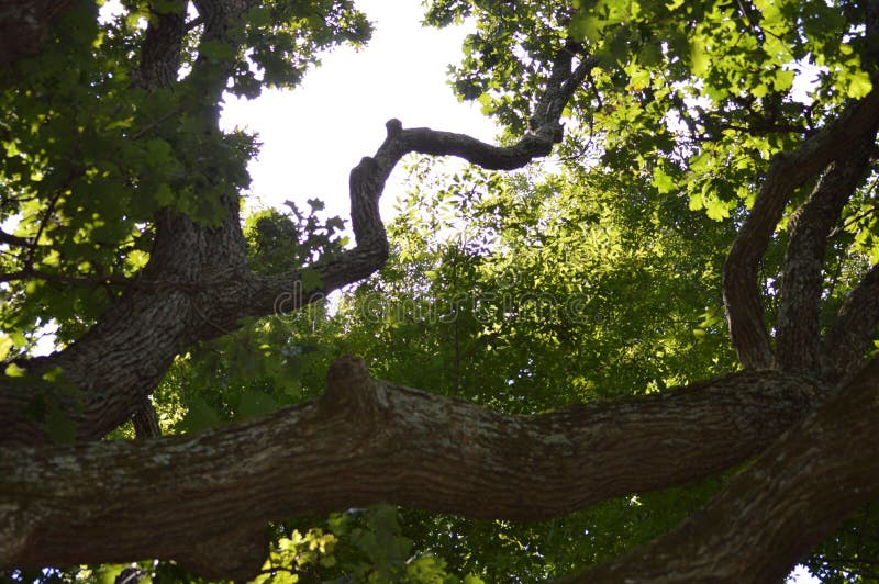Climb stock image. Image of tree, hiking, climb, leaves - 108997429