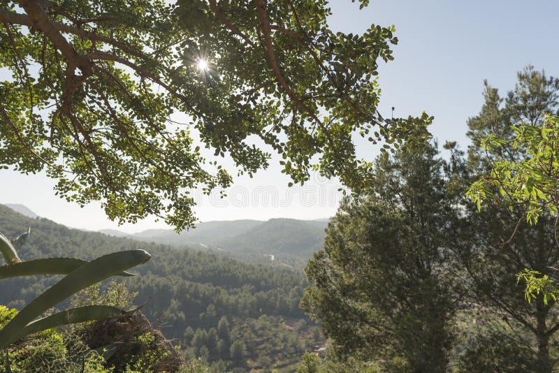 Branches of Tree Under the Sun of the Day Stock Image - Image of ...