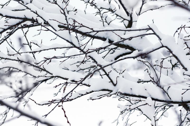 The Branches of a Tree Under a Thick Snow Cover_ Stock Photo - Image of ...
