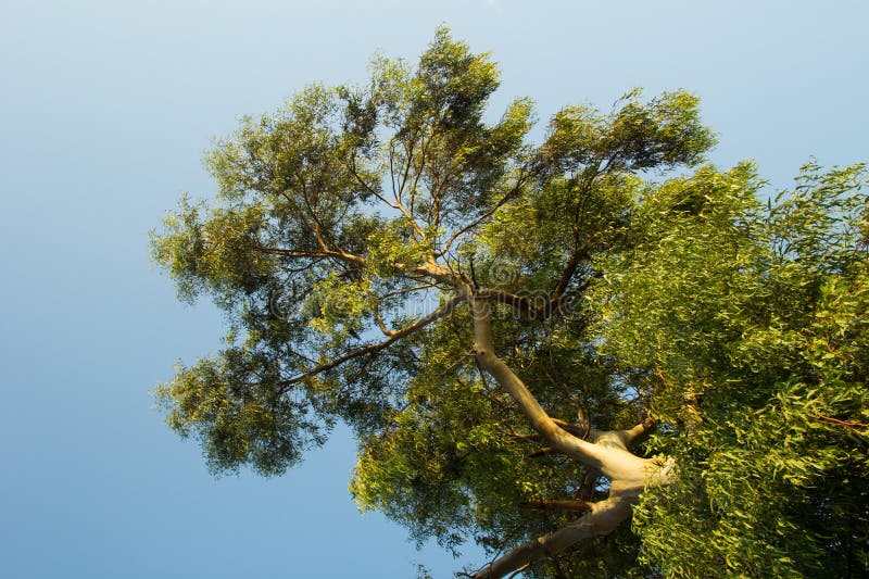 Branches of a Tree View from Below Stock Image - Image of twig, blue ...