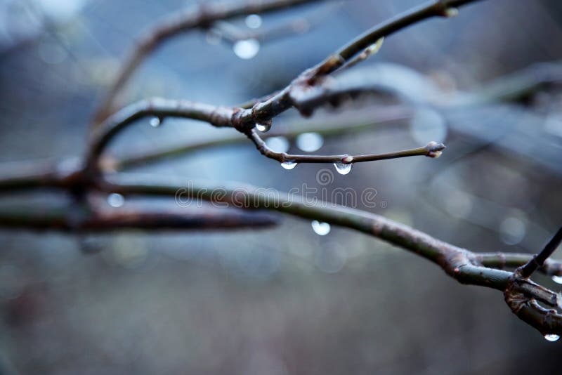 Branches of Tree with Water Drops after Rain Stock Photo - Image of ...