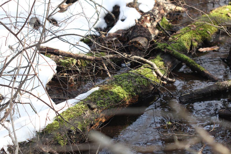 An Old Tree in the Water Overgrown with Moss. Stock Photo - Image of ...