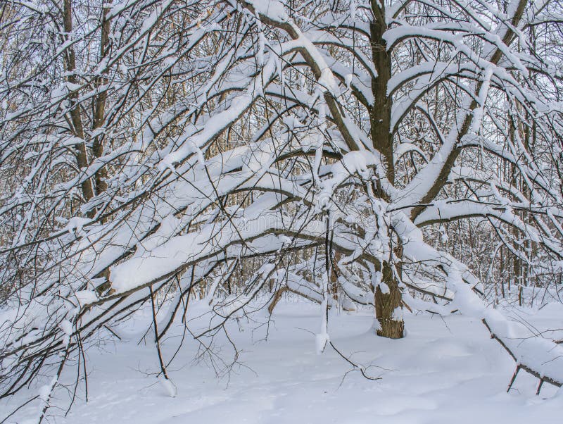 Branches of Trees Bent Down by the Weight of Snow Stock Photo - Image ...