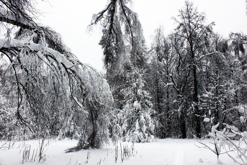 Branches of Trees Bent Under Weight of Snow in Winter Forest Stock ...