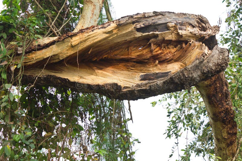 Branches of Trees Broken Down. Stock Photo - Image of fresh, mature ...