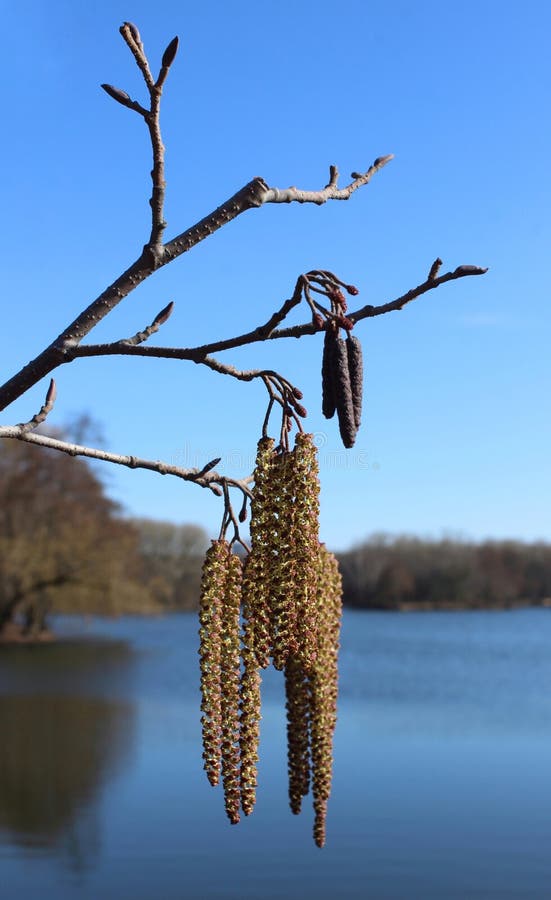 Hazel Branches. Spring Landscape. Beautiful Natural Background. Catkins ...