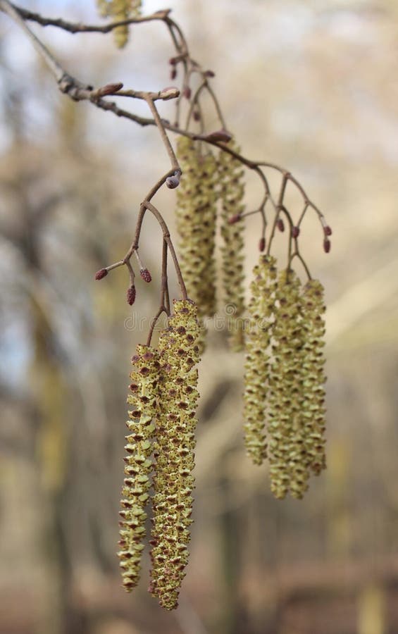 Hazel Branches. Spring Landscape. Beautiful Natural Background. Catkins ...