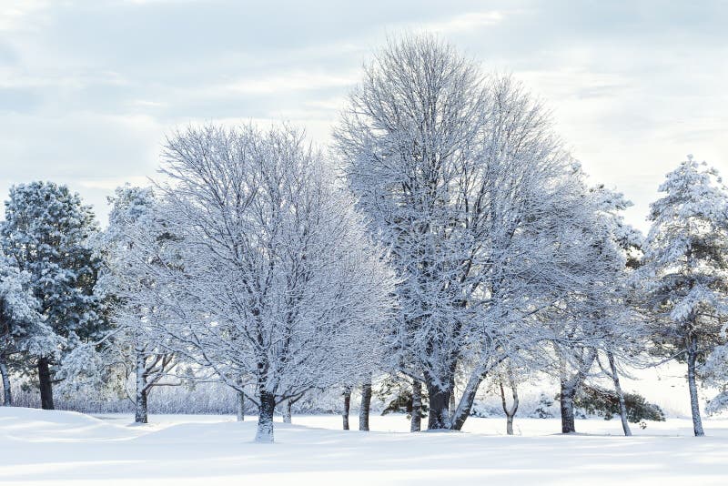 Maple Tree, Winter Snowstorm Stock Photo - Image of trees, maple: 12927642